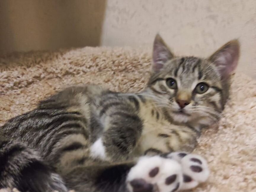 Котик бесплатно