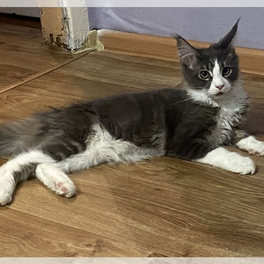 Мейн-кун котёнок