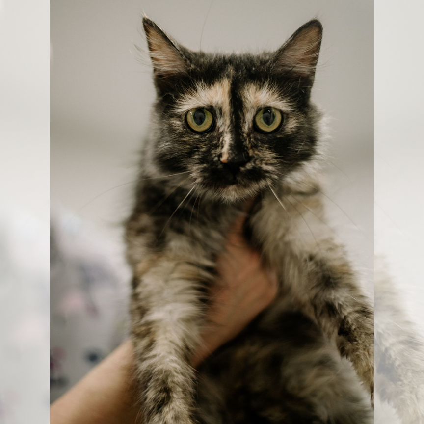 Взрослая кошка в добрые руки