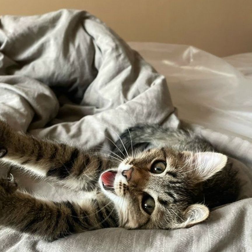 Котёнок в добрые руки