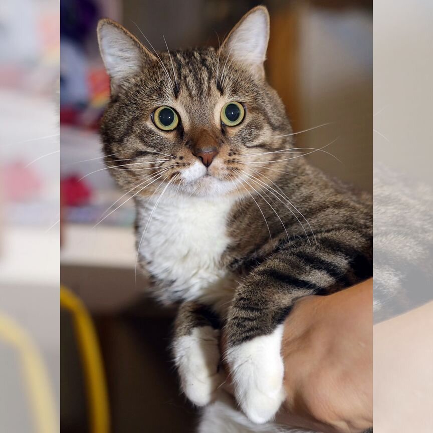 Ласковый котик