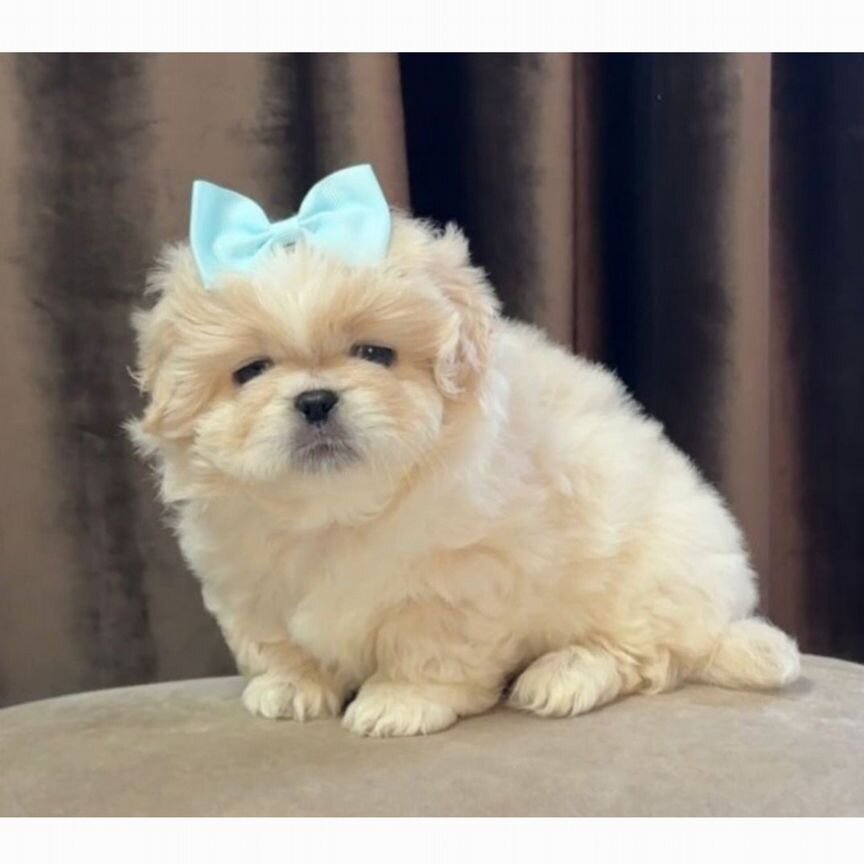 Пекинесик - Красотуличка