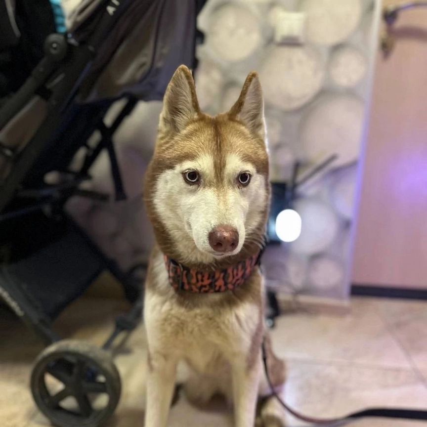 Лайка ищет старых или новых хозяев