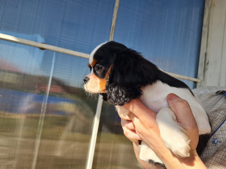 Мальчик триколор кавалер кчс