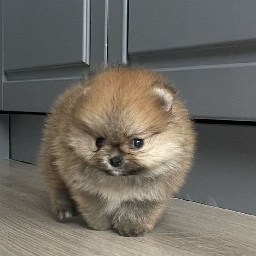 Померанский шпиц, щенок