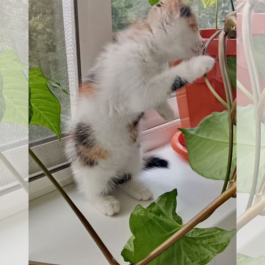 Котёнок девочка