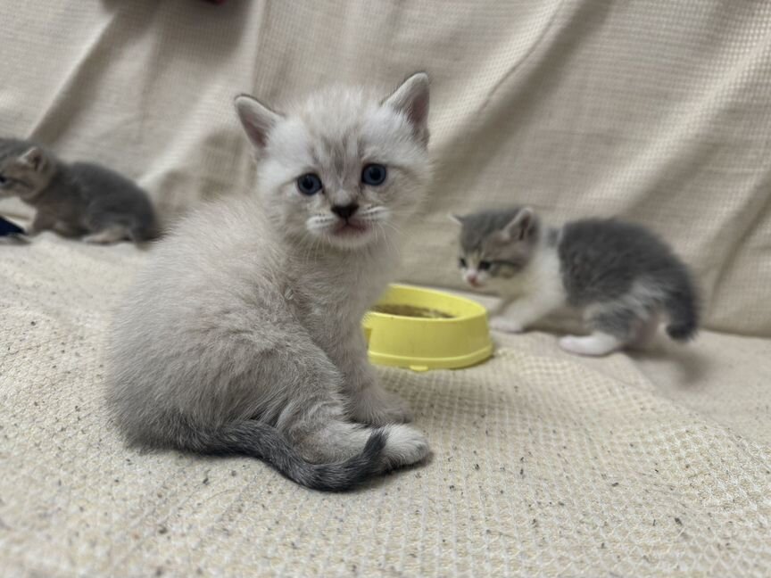Белый британский котенок