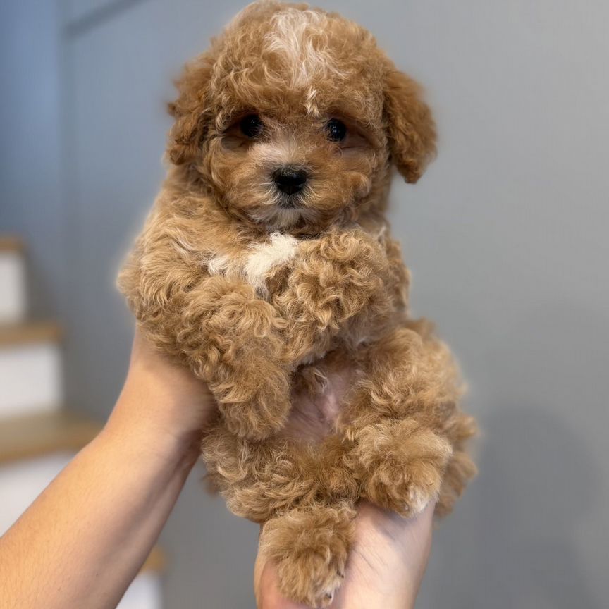 Мальтипу, щенок