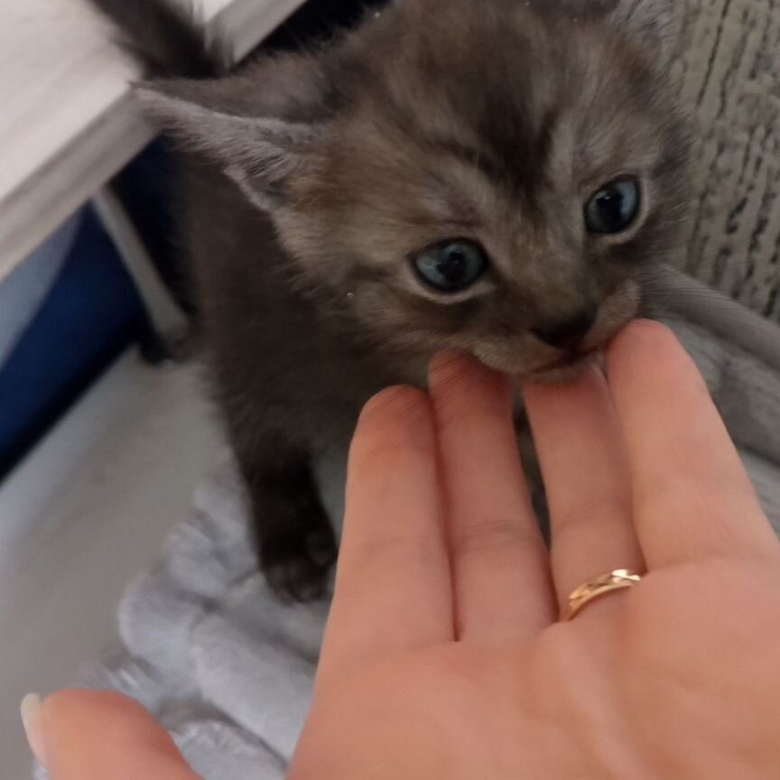 Сиамский котёнок