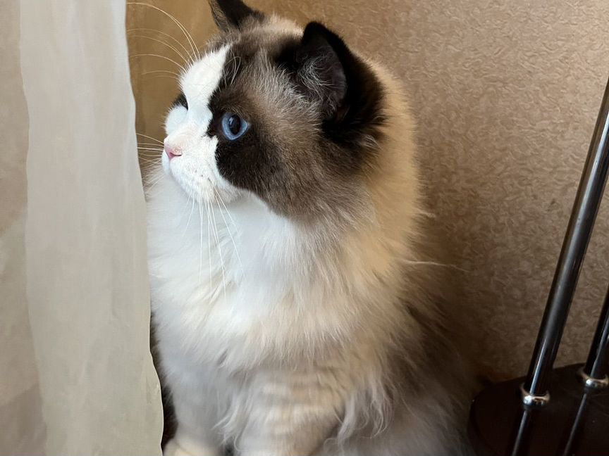 Кошечка Рэгдолл (2 года)