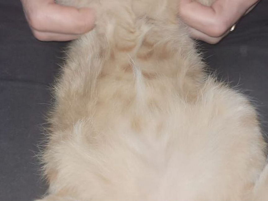 Рыжий малыш 3 мес - ищет семью