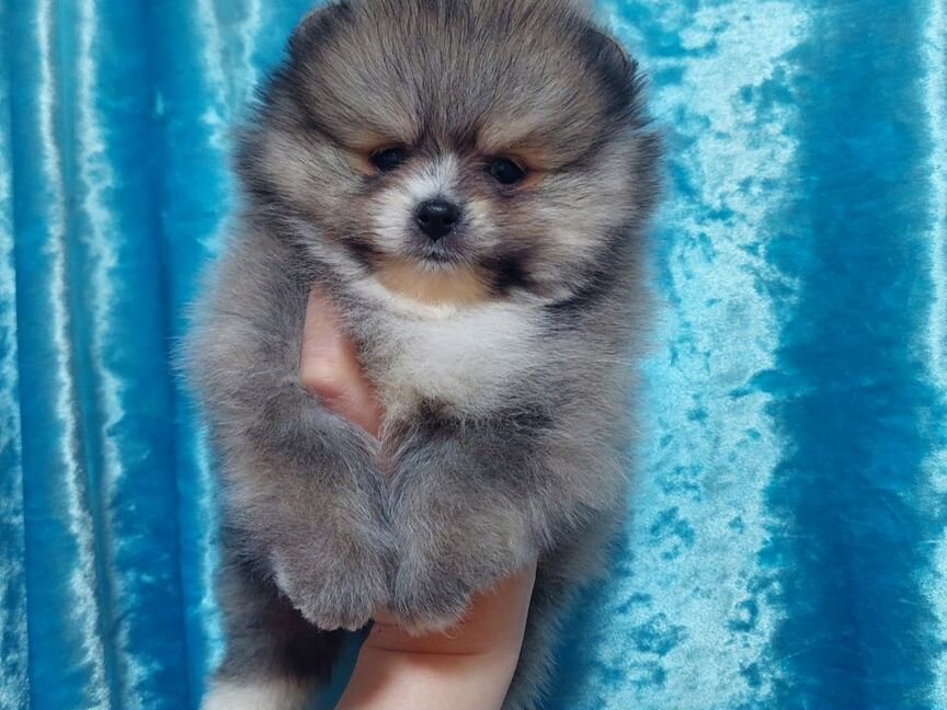 Померанский шпиц медвежьего типа