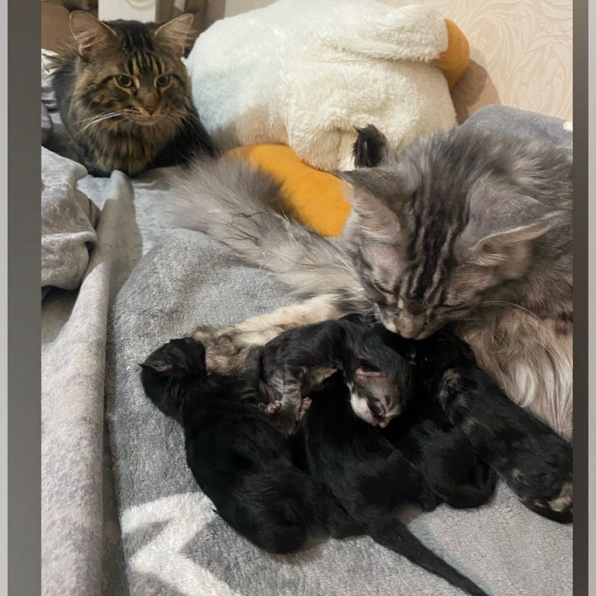 Мейн-кун котёнок