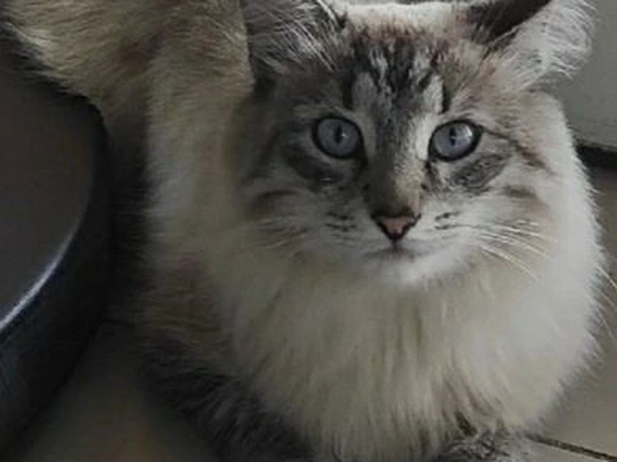 Котик