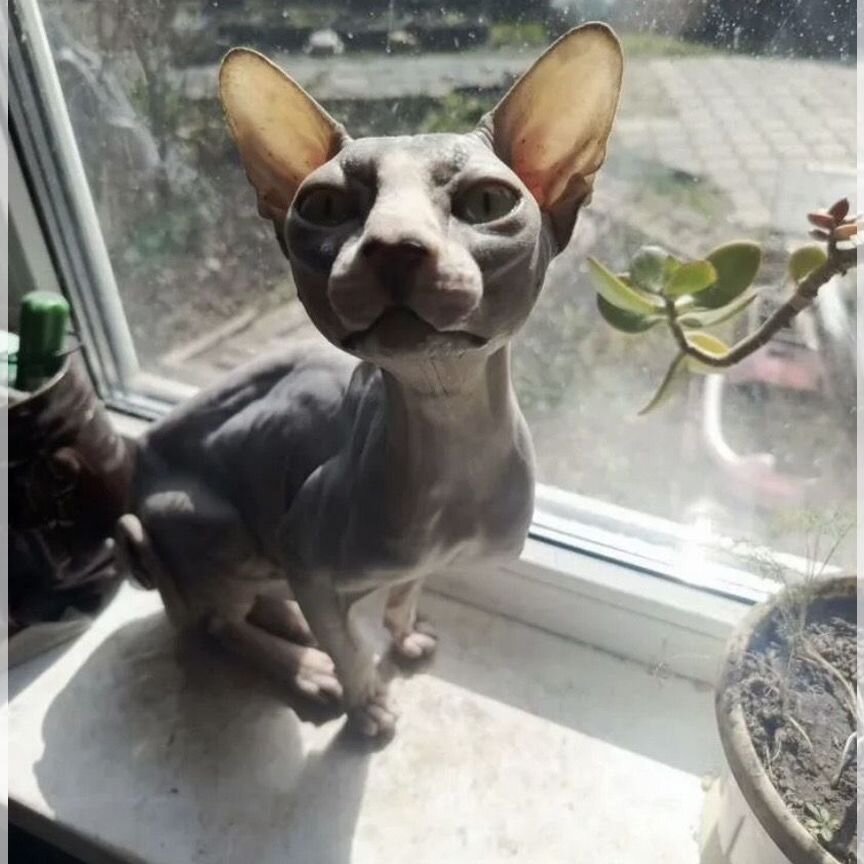 Канадский сфинкс котёнок