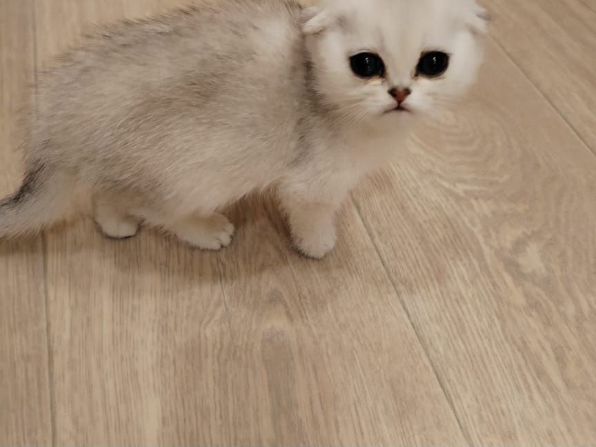 Шотландская вислоухая серебристая шиншилла