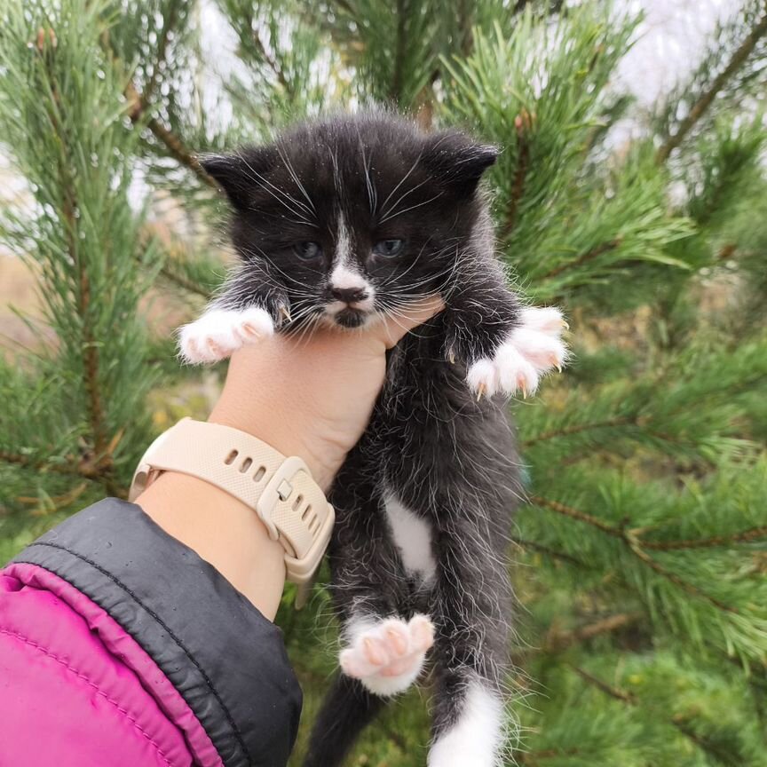 Котенок Лулу