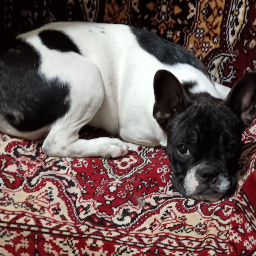 Французский бульдог