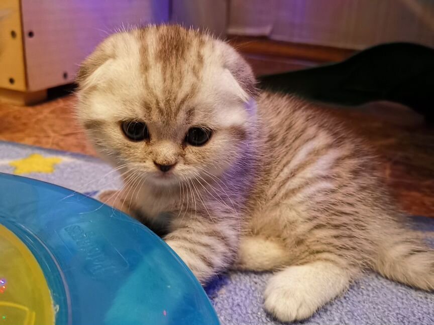 Шотландская