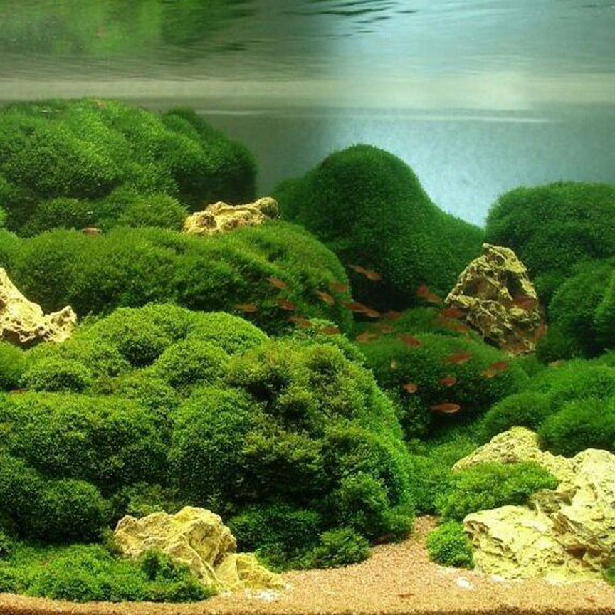 Мох для аквариума