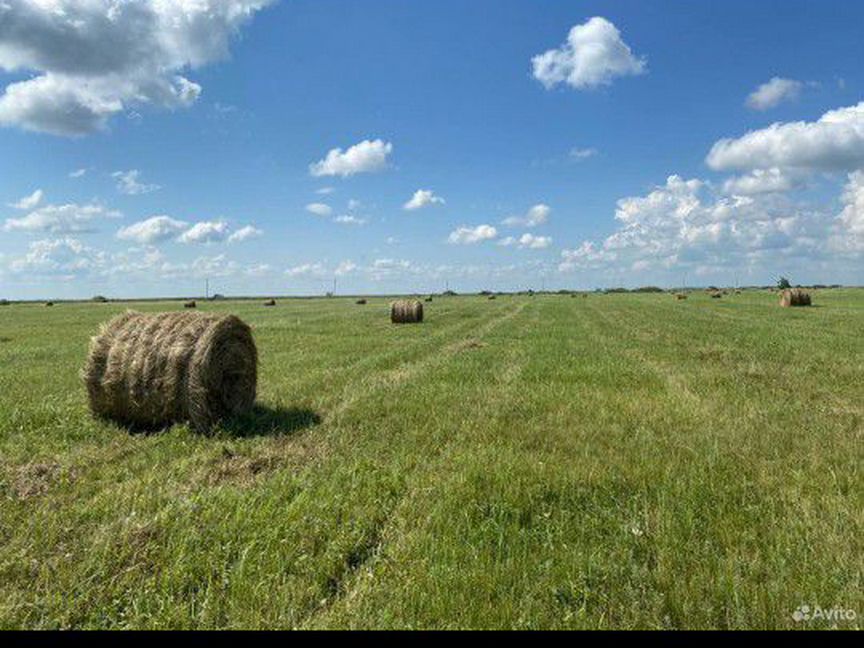 Продам сено в рулонах