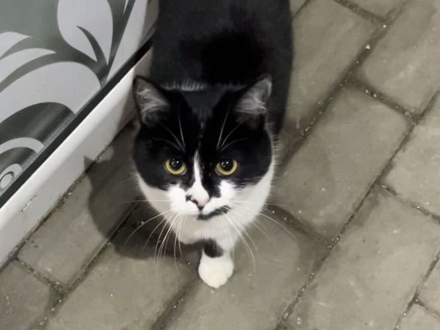 Супер ласковая кошечка в добрые руки