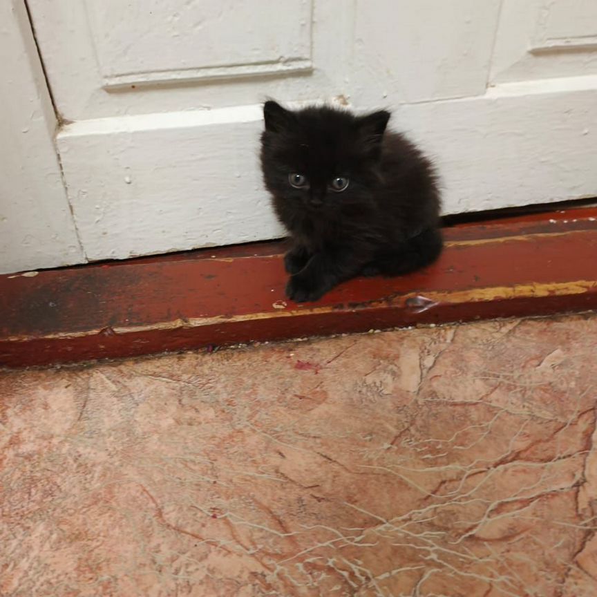 Отдам бесплатно