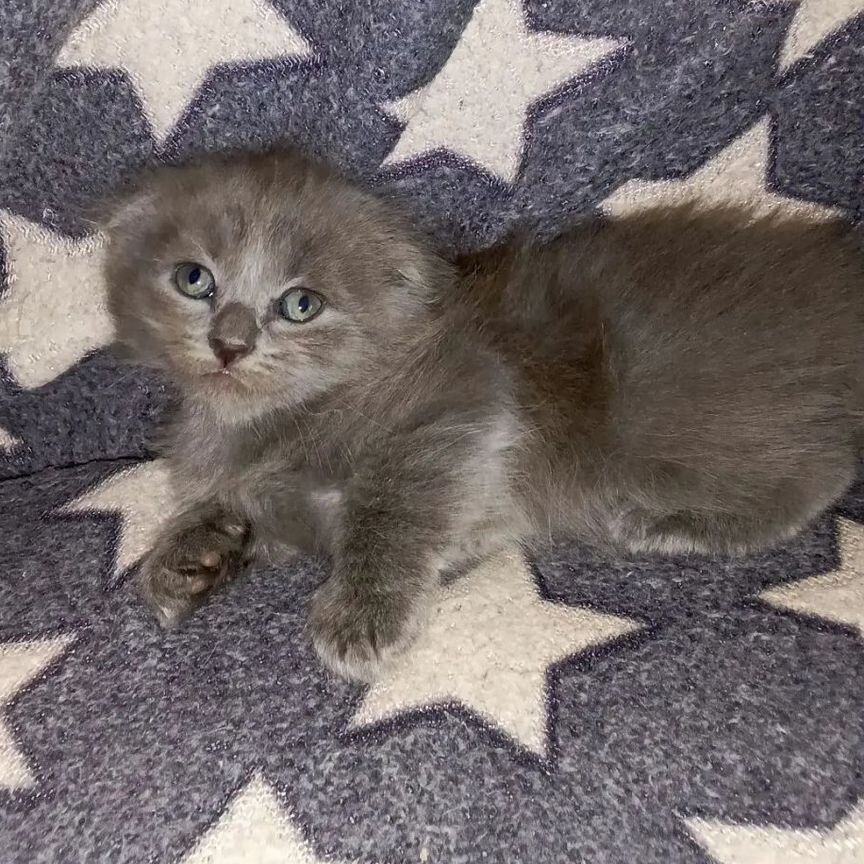 Британский длинношёрстный котёнок