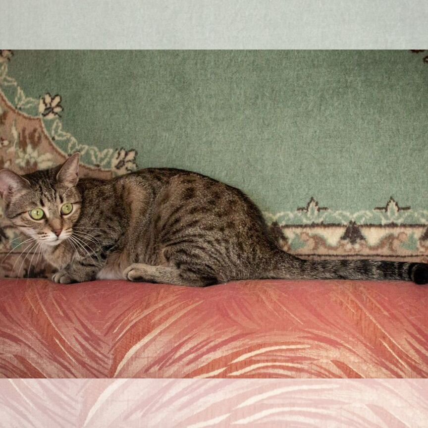 Метис оцикет ищет дом