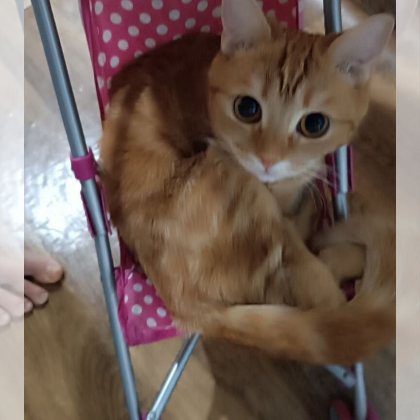 Шотландская кошка вязка