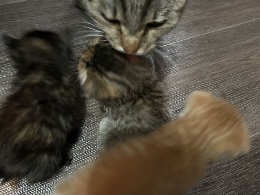 Котята в добрые руки