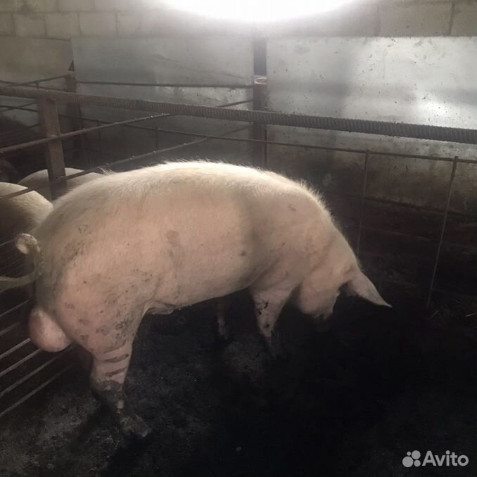 Хряки Крупная Белая и Дюрок