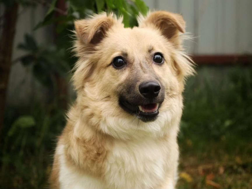 Небольшая, славная Рика ищет дом в добрые руки