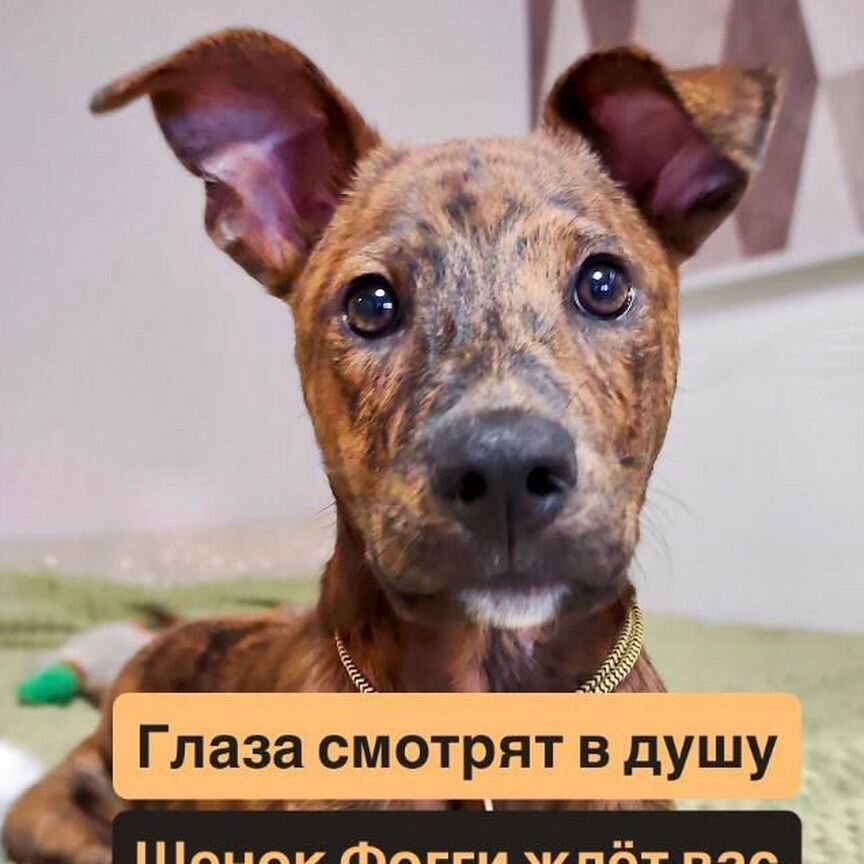 Щенок в добрые руки