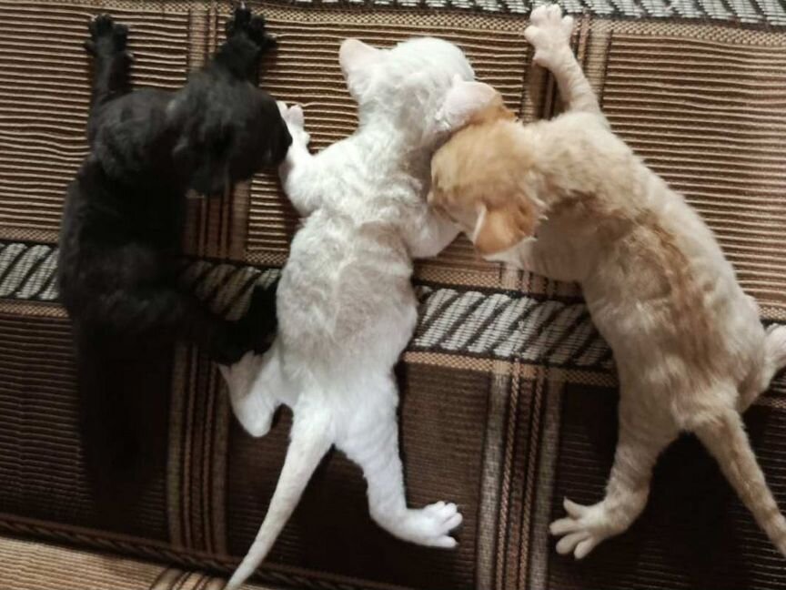 Продам котят дэвон-рекс