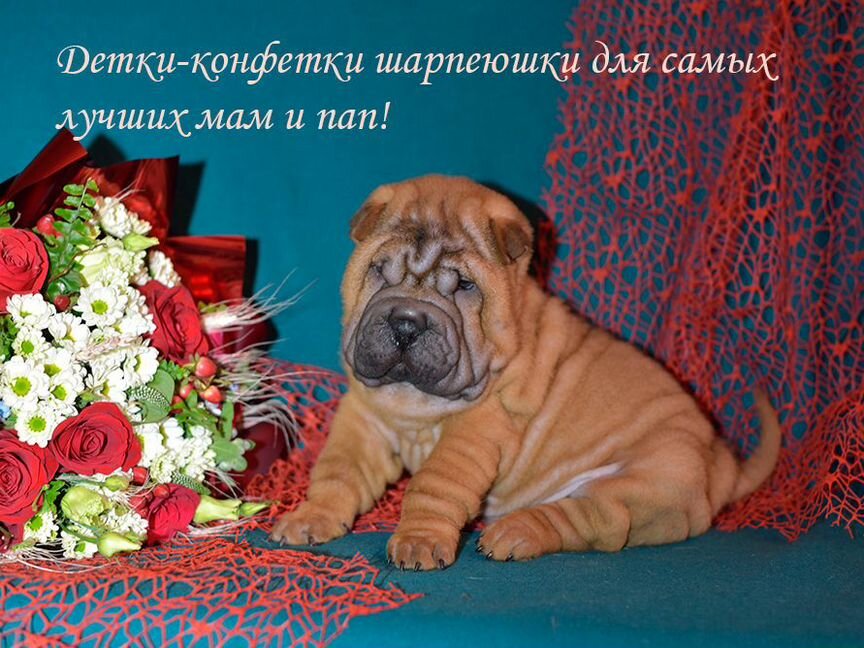 Щенки шарпей, просто загляденье