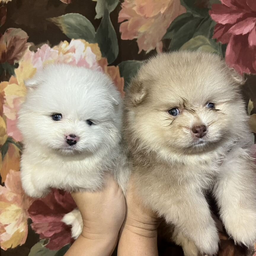 Померанский шпиц