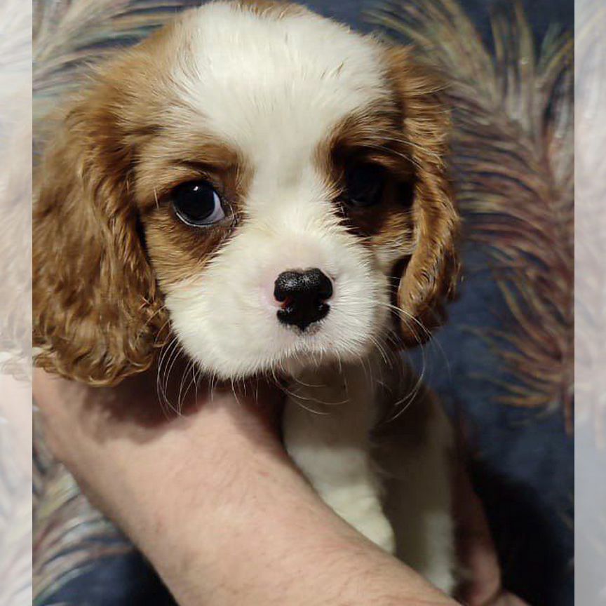 Кавалер кинг-чарльз-спаниель, щенок