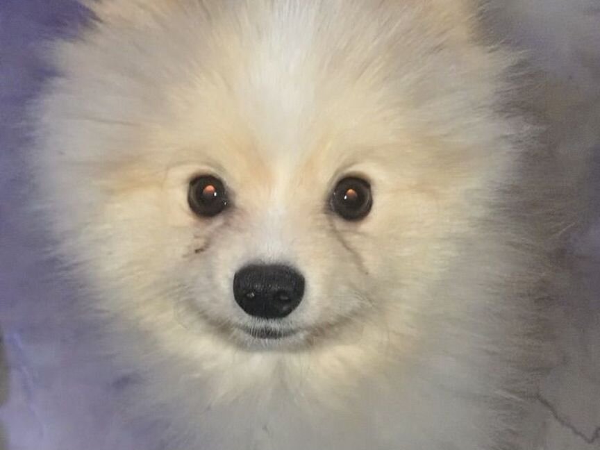 Шпиц