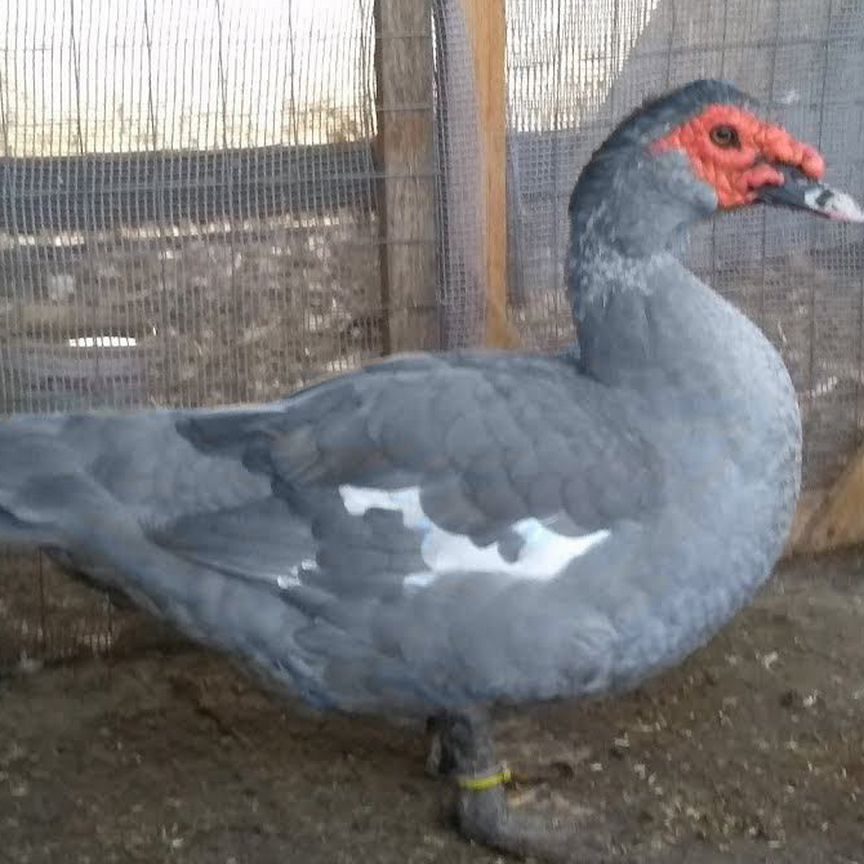 Мускусные утки тяжелые линии