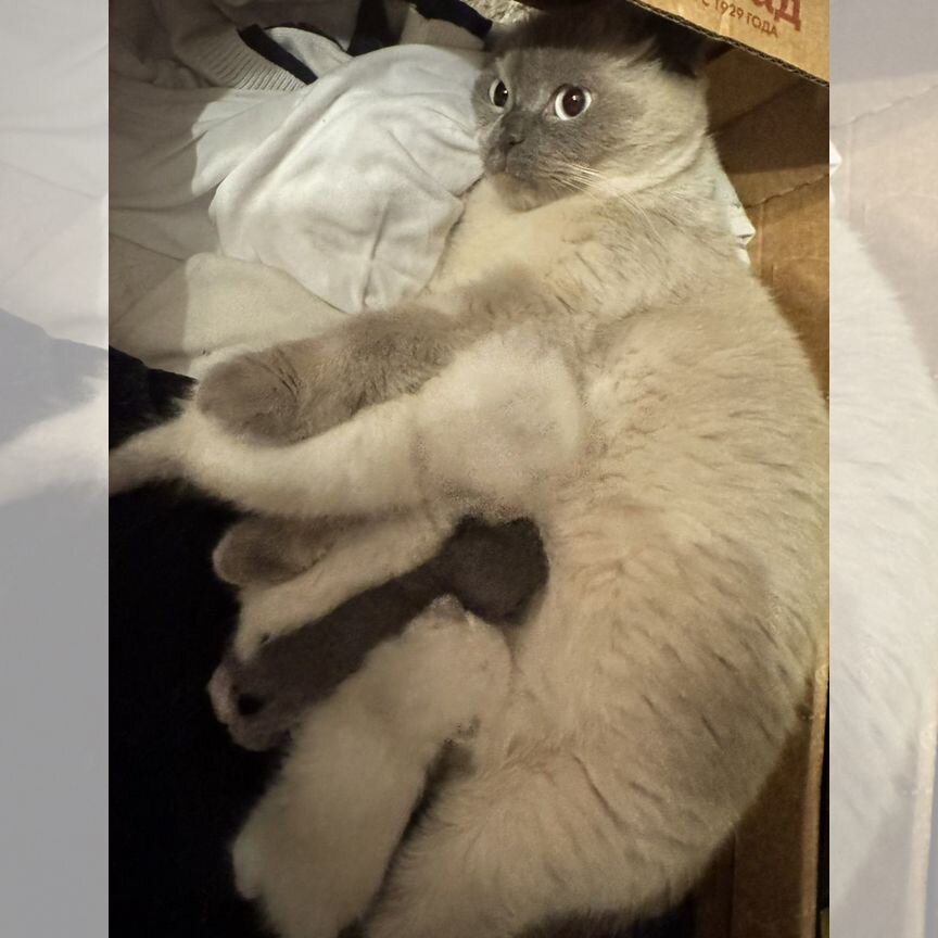 Шотландские породистые котята