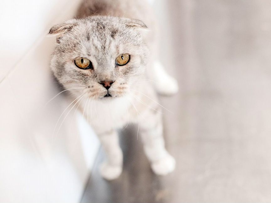 Шотландский котик из приюта бесплатно