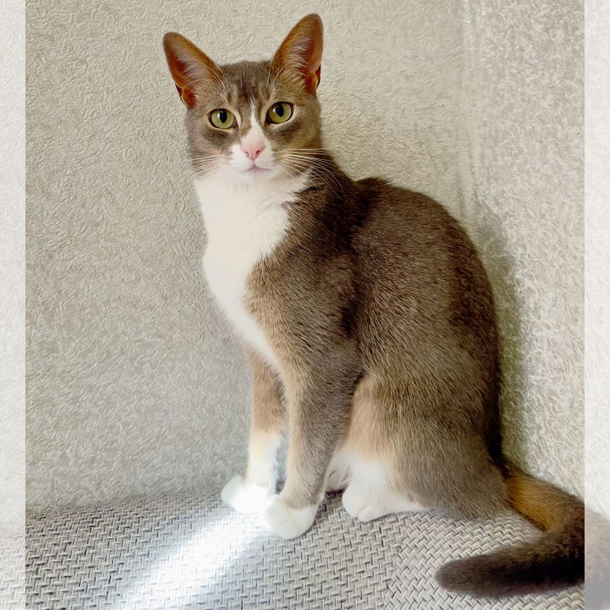 Абиссинская, взрослая кошка