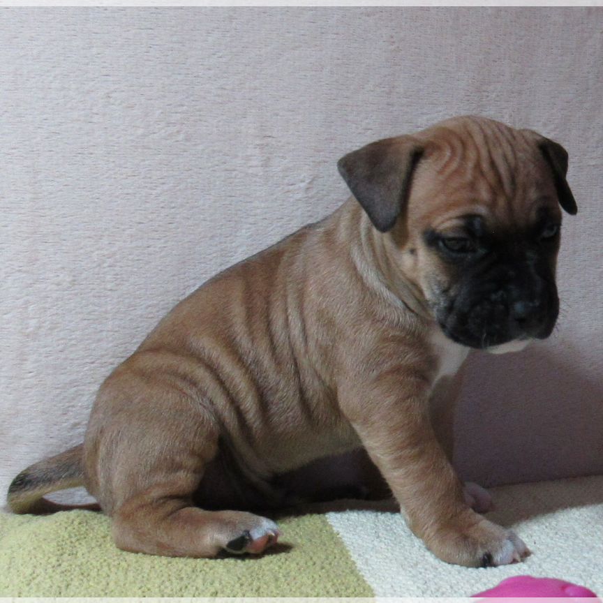 Американский стаффордширский терьер, щенок