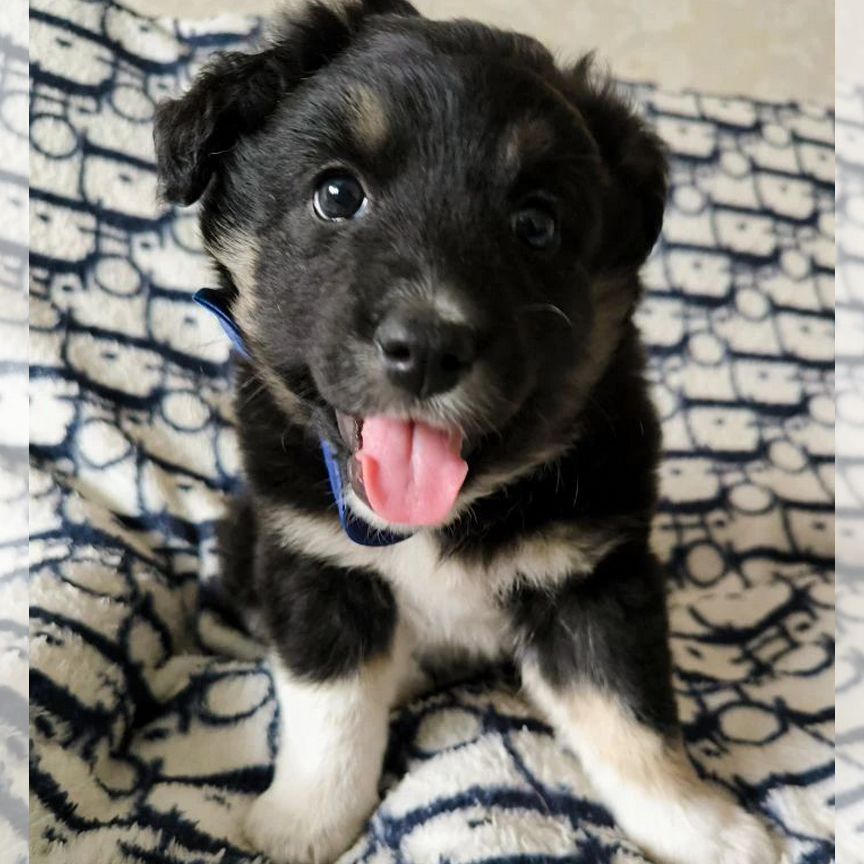 Щенок в добрые руки