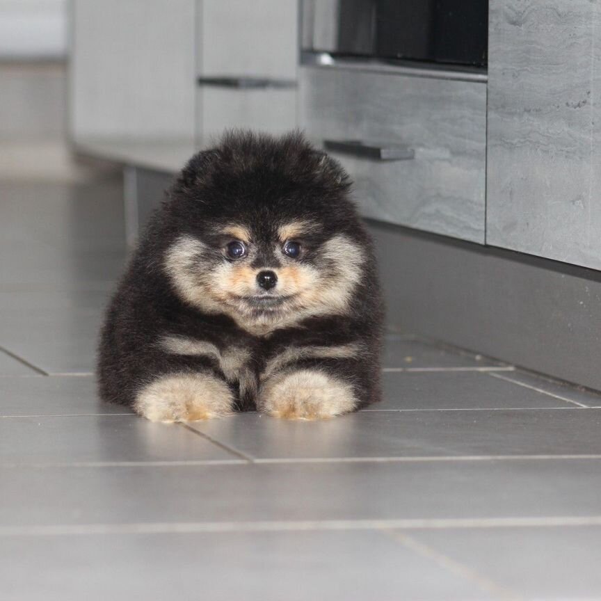 Шпиц черно подпалый