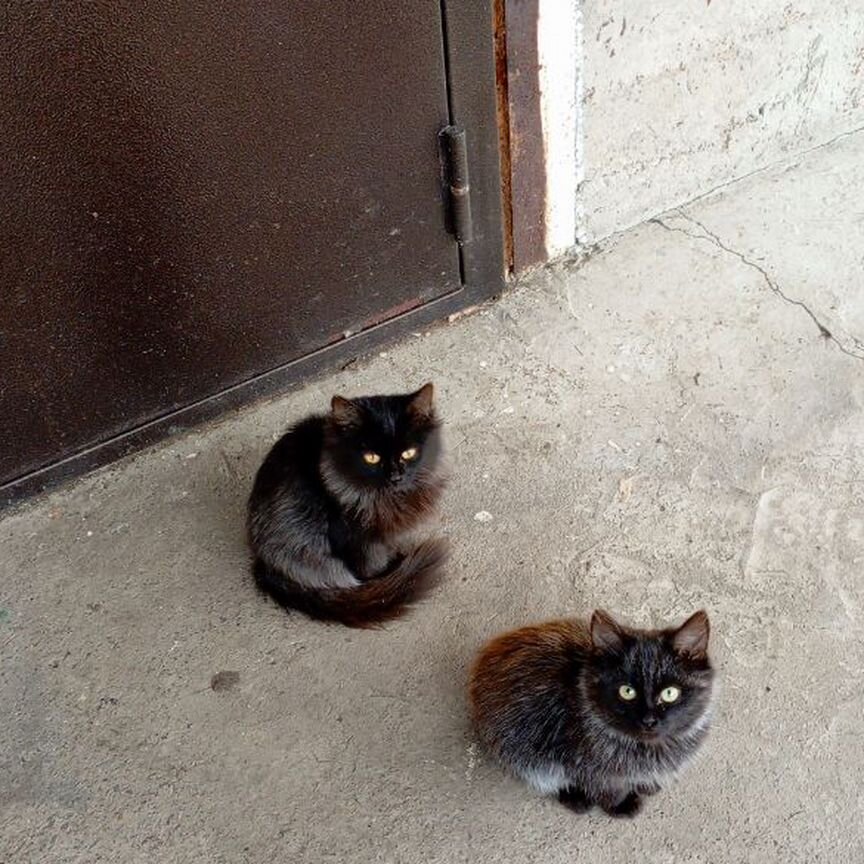 Невский маскарадный котёнок