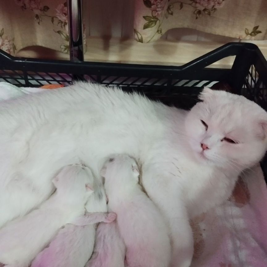 Отдам котят