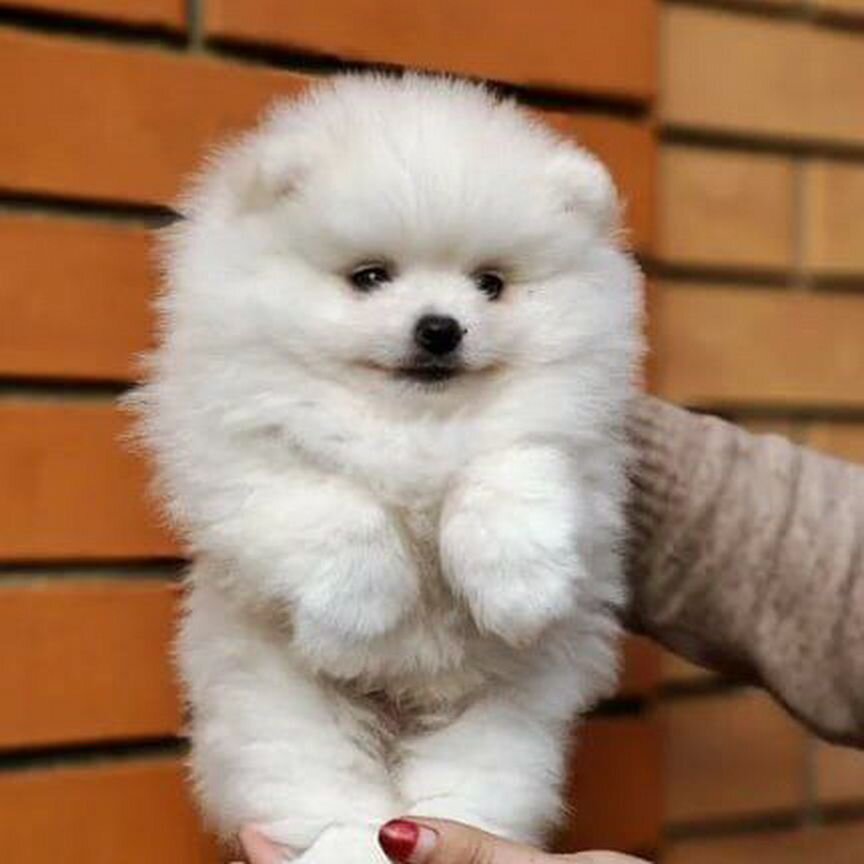 Пушистое счастье – щенки шпица