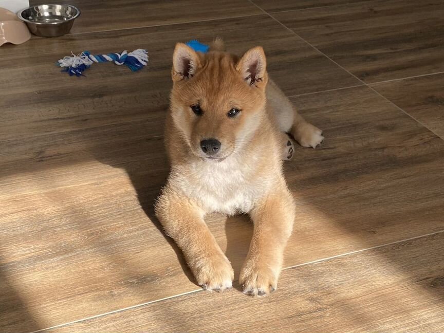 Щенки Сиба ину